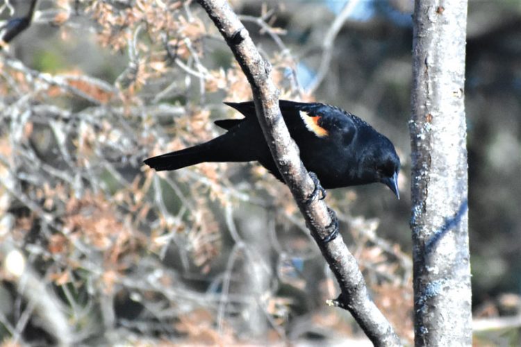 Birds venture north | News, Sports, Jobs - The Daily News